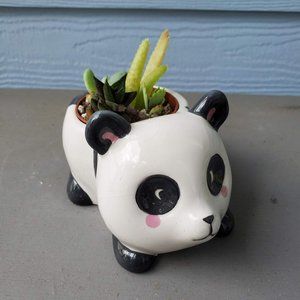 Accents | Ceramic Panda Planter Succulent Planter Animal Plant Pot ...